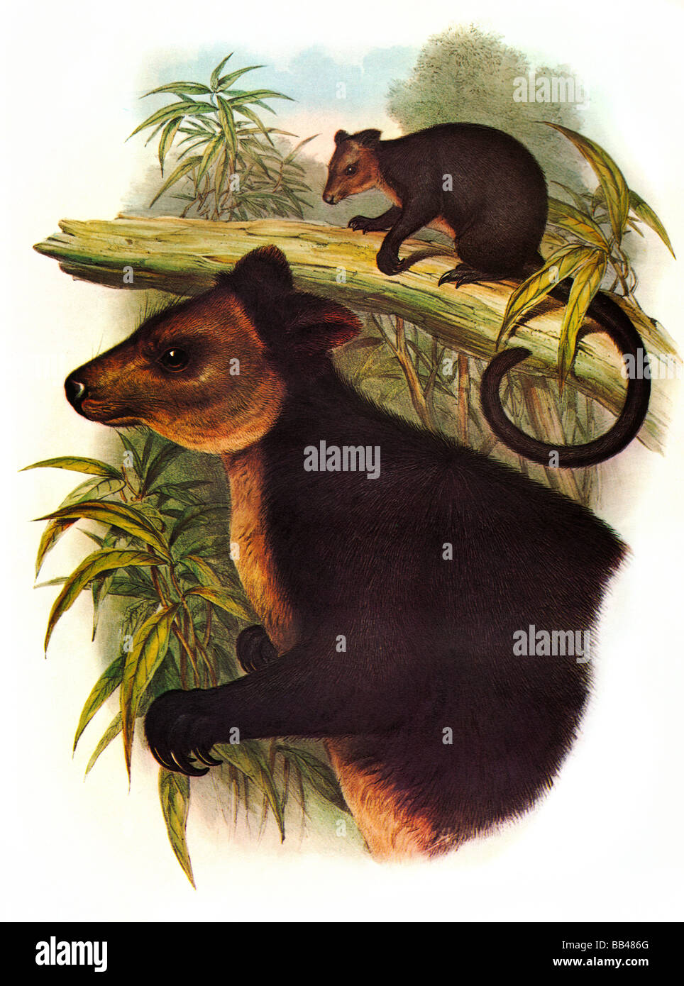 Ursine tree kangaroo hi-res stock photography and images - Alamy