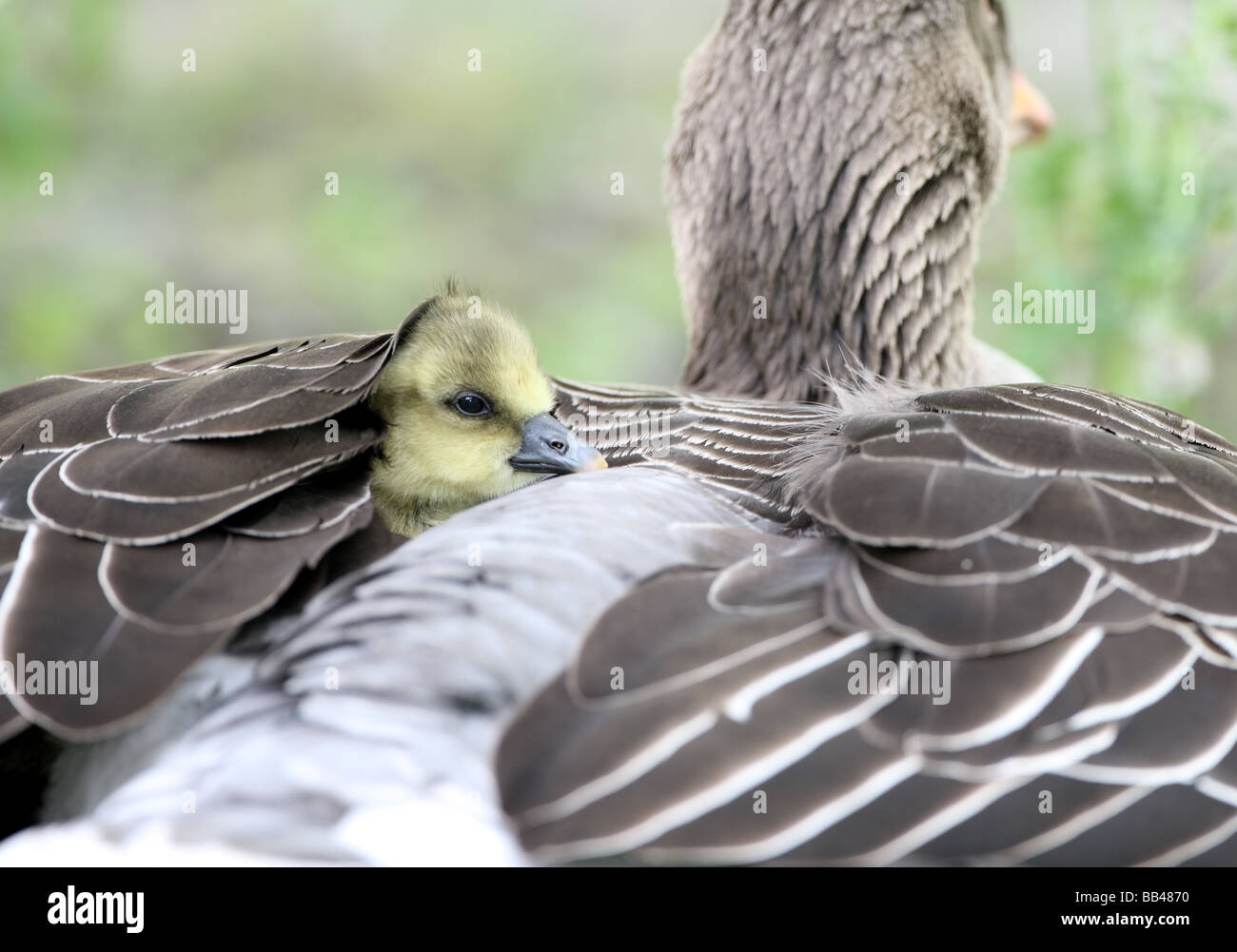 Greylag goose Anser anser chick London spring Stock Photo - Alamy