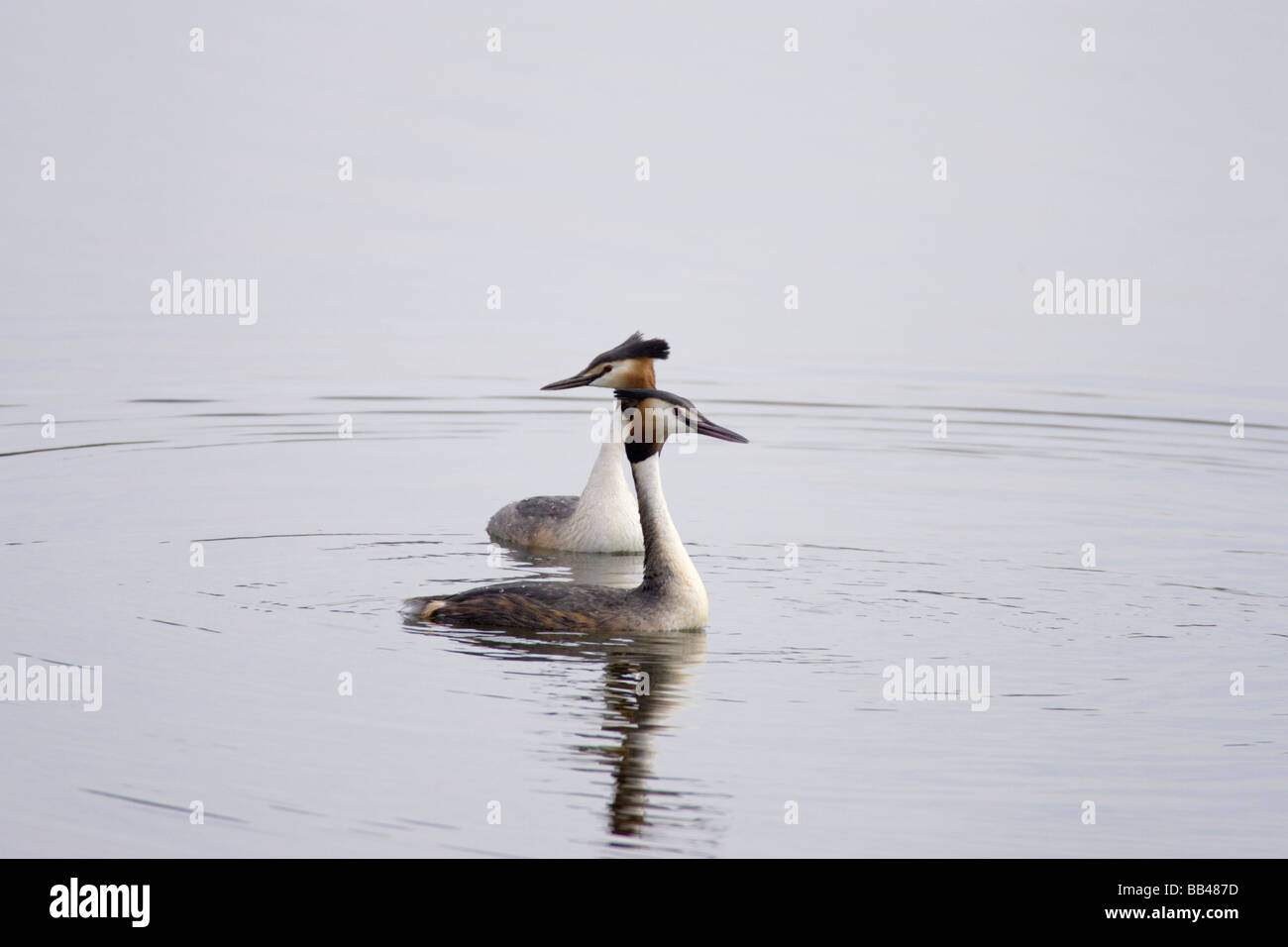 Pair of Great Crested Grebe Podiceps cristatus performing courtship ...