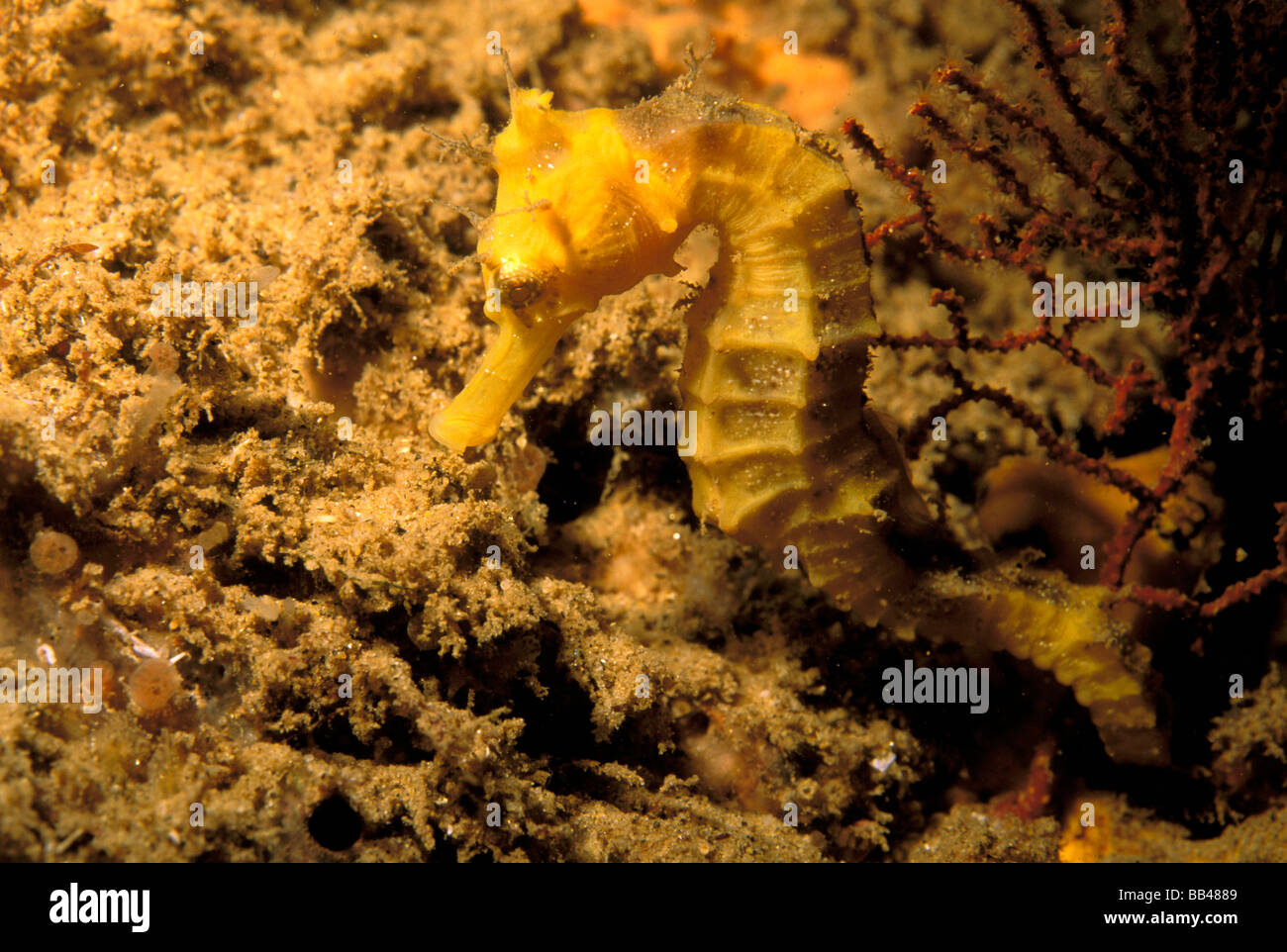 USA, California. Pacific Seahorse, or hippocampus ingens Stock Photo ...
