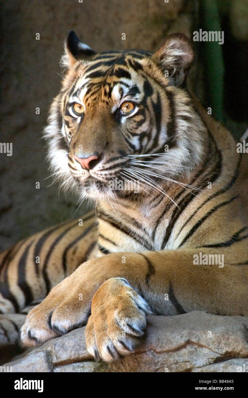 Female Sumatran Tiger (Panthera tigris sumatrae) at the Sacramento Zoo ...