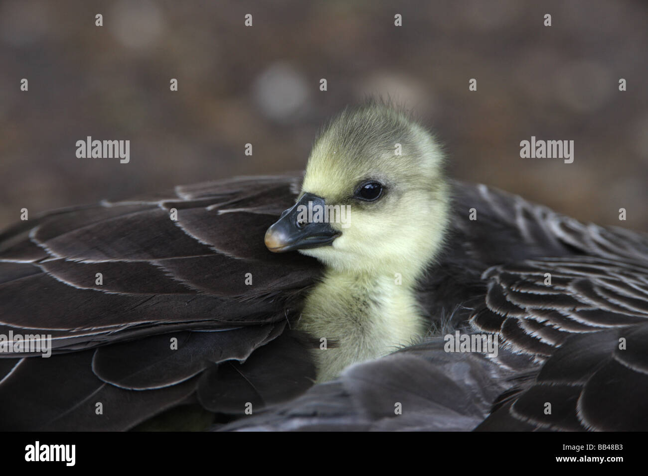 Greylag goose Anser anser chick London spring Stock Photo - Alamy