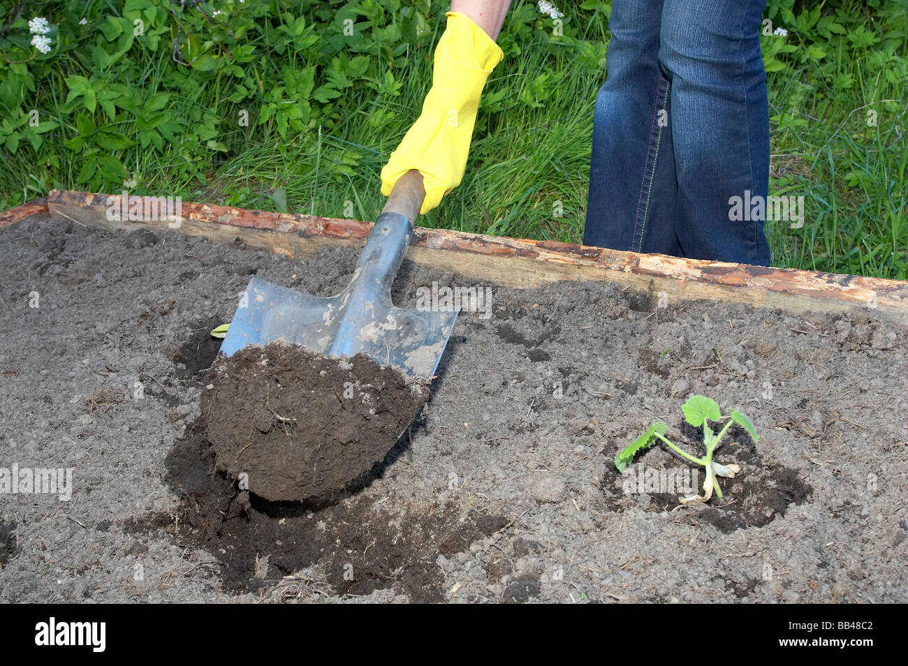 digging by shovel Stock Photo - Alamy
