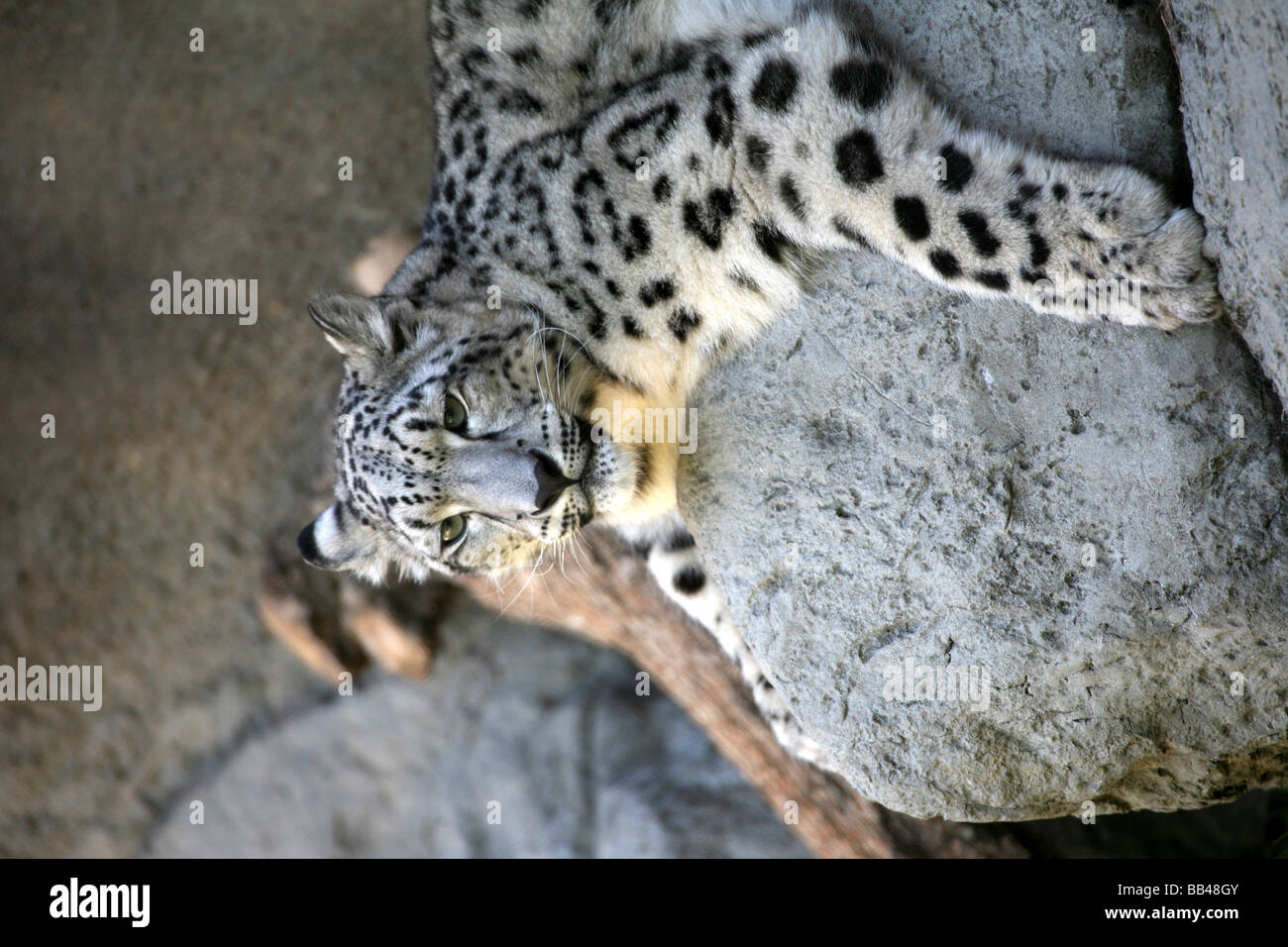 Young female Snow Leopard (Panthera uncia) hugging a rock at the ...