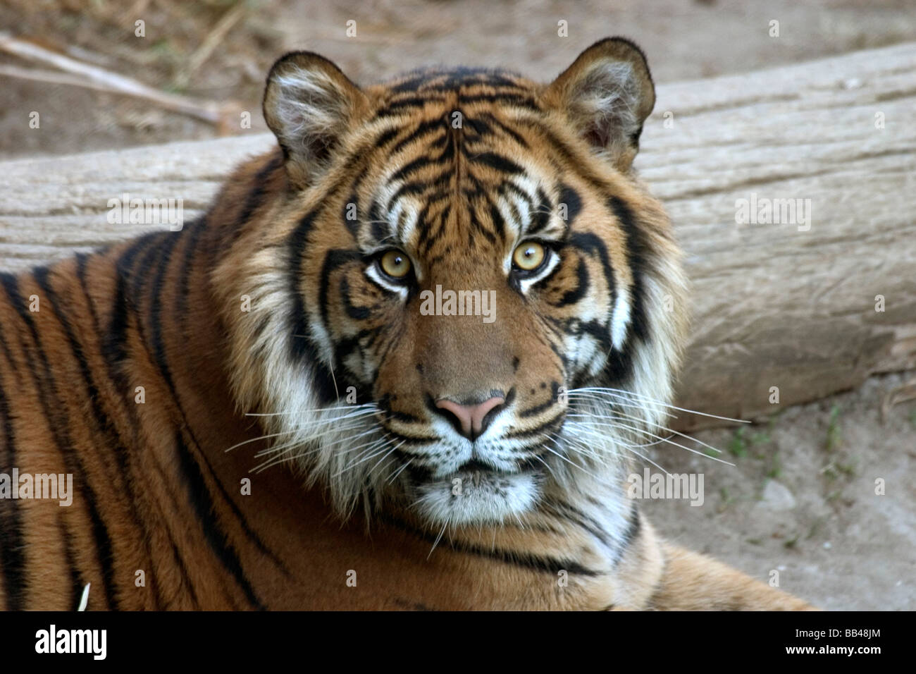 Sumatran tiger zoo usa hi-res stock photography and images - Alamy