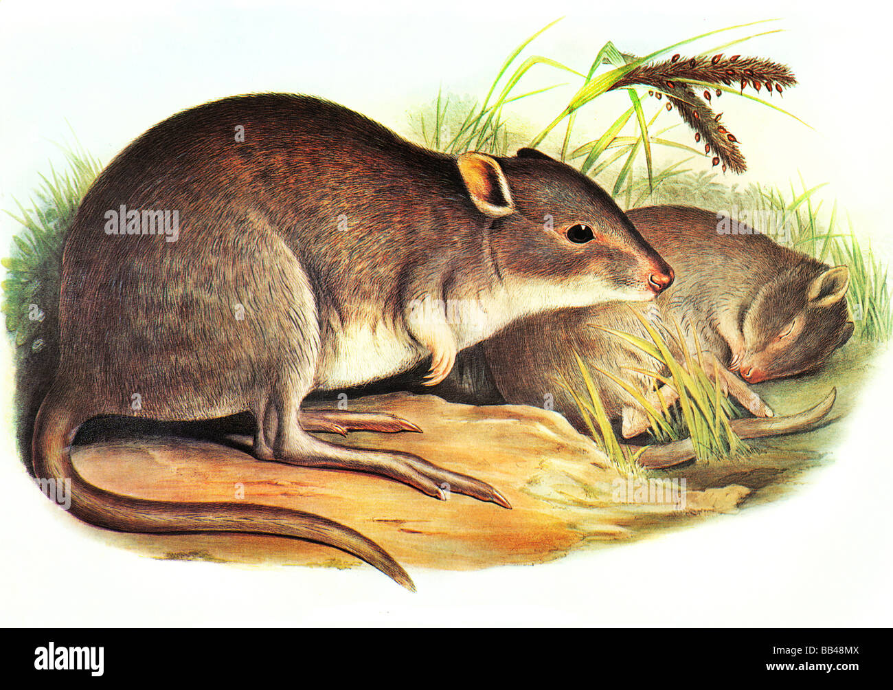 Illustration of the Rufous Rat-kangaroo, Aepyprymnus rufescens Stock ...