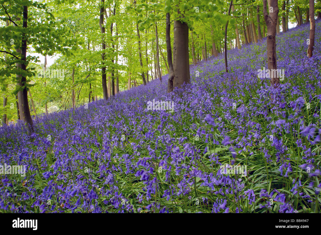 Spring in the bluebell woods in England Stock Photo - Alamy