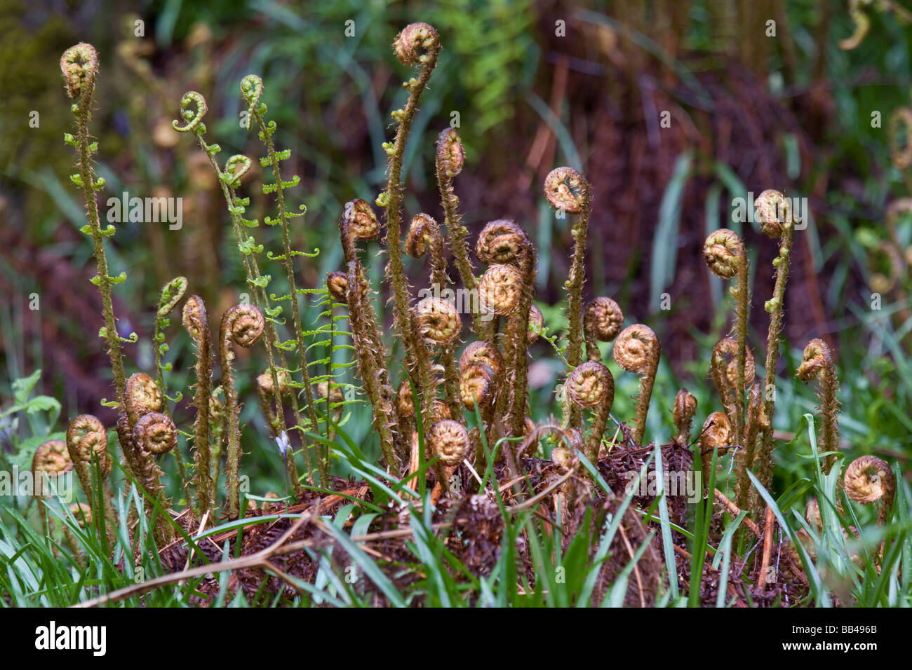 New male fern fronds (Dryopteris) in spring woodland at Ardgarten in ... New male fern fronds (Dryopteris) in spring woodland at Ardgarten in ...