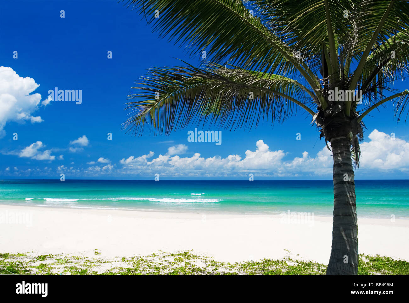 Palm tree on a tropical beach Stock Photo - Alamy