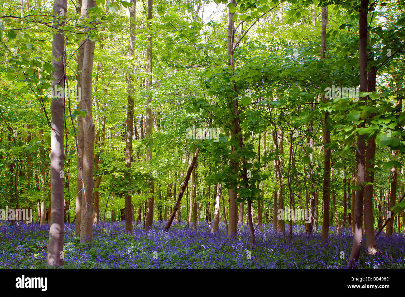 Spring in the bluebell woods in England Stock Photo - Alamy