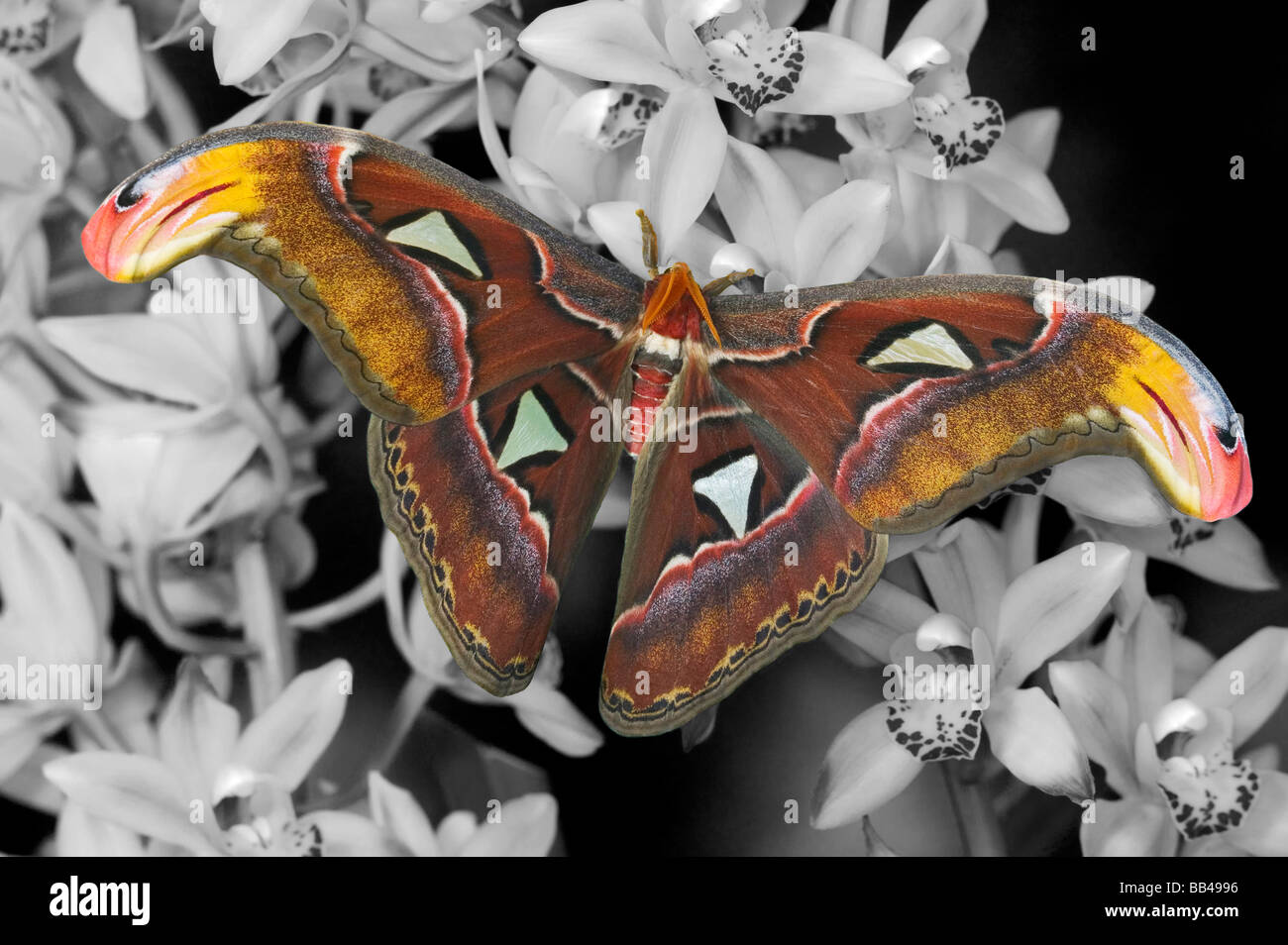 Sammamish, Washington captive raise largest of moths the Atlas Moth ...