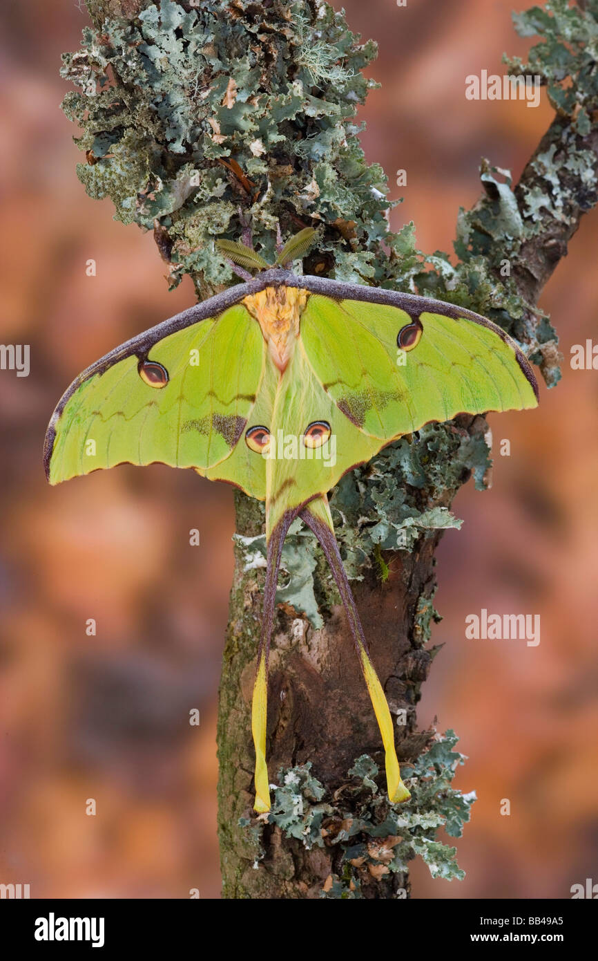 African Silk Moth High Resolution Stock Photography and Images - Alamy