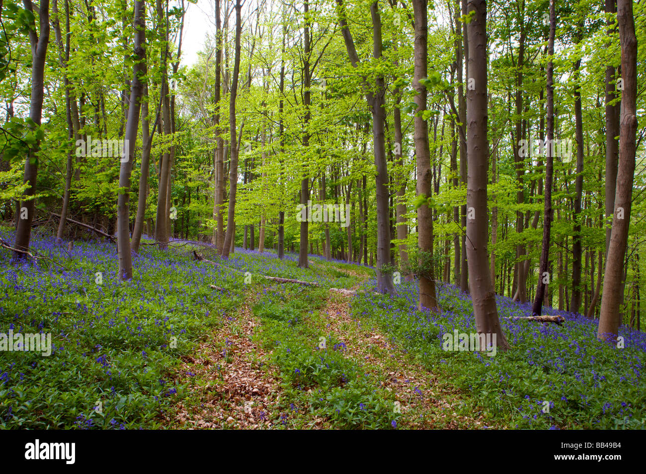 Spring in the bluebell woods in England Stock Photo - Alamy