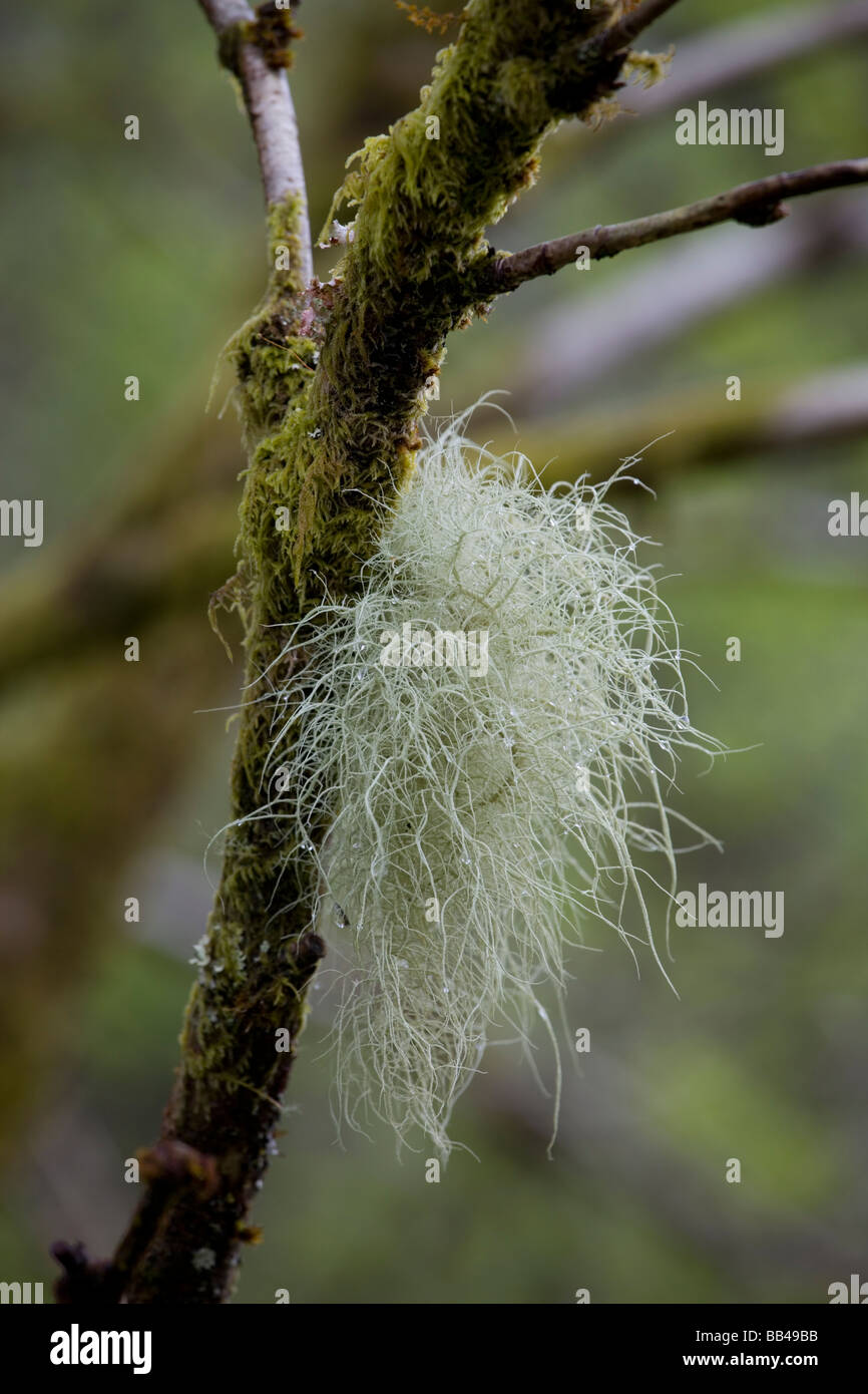 Lichens thrive in the wet climate of the West coast of Scotland Stock ...