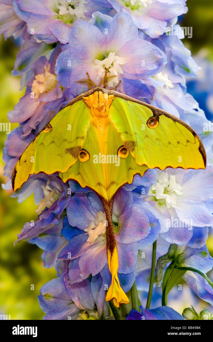 Sammamish, Washington silk moth from Africa know as the moon moth ...