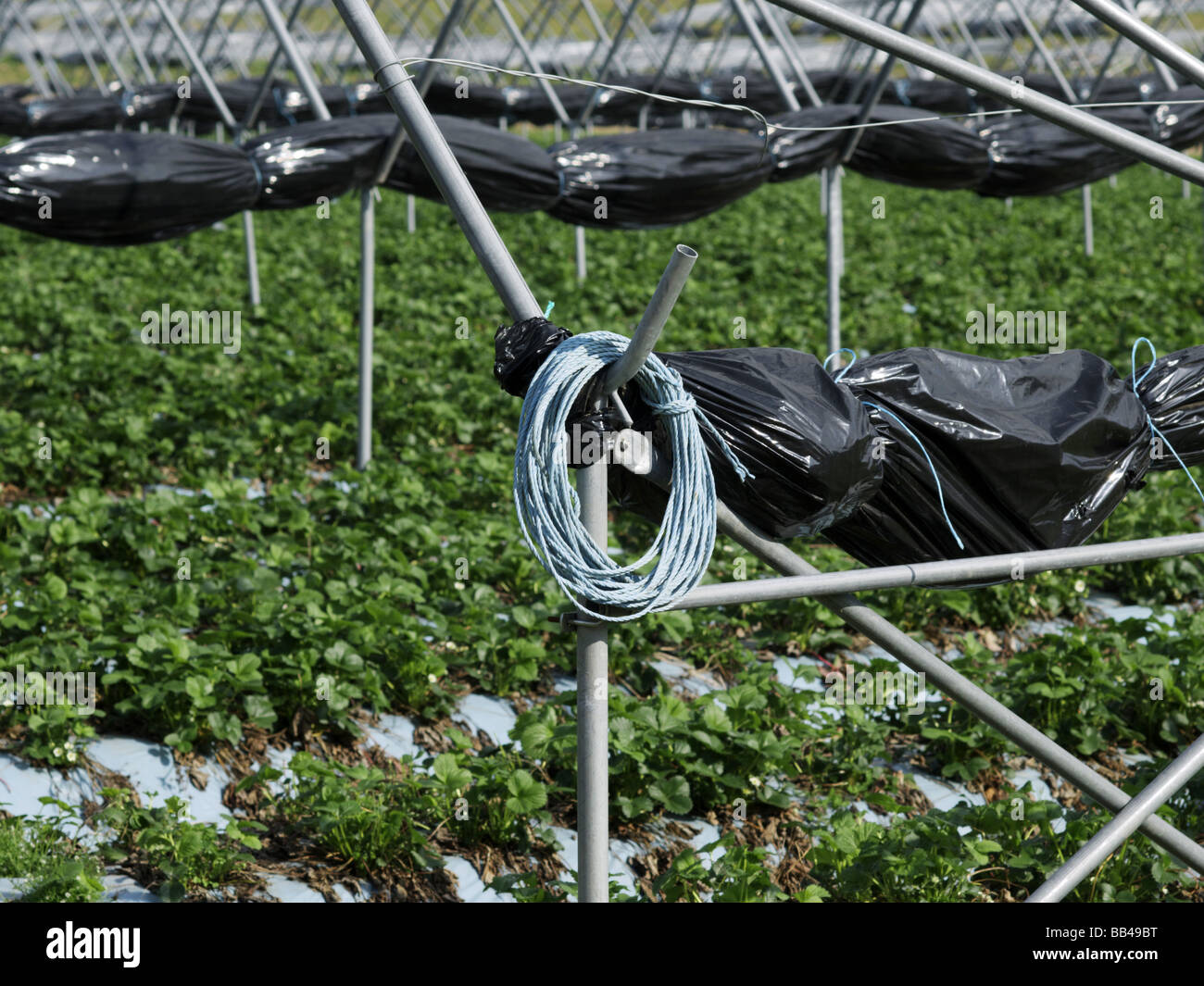 crops growing in open air greenhouses in the countryside Stock Photo ...