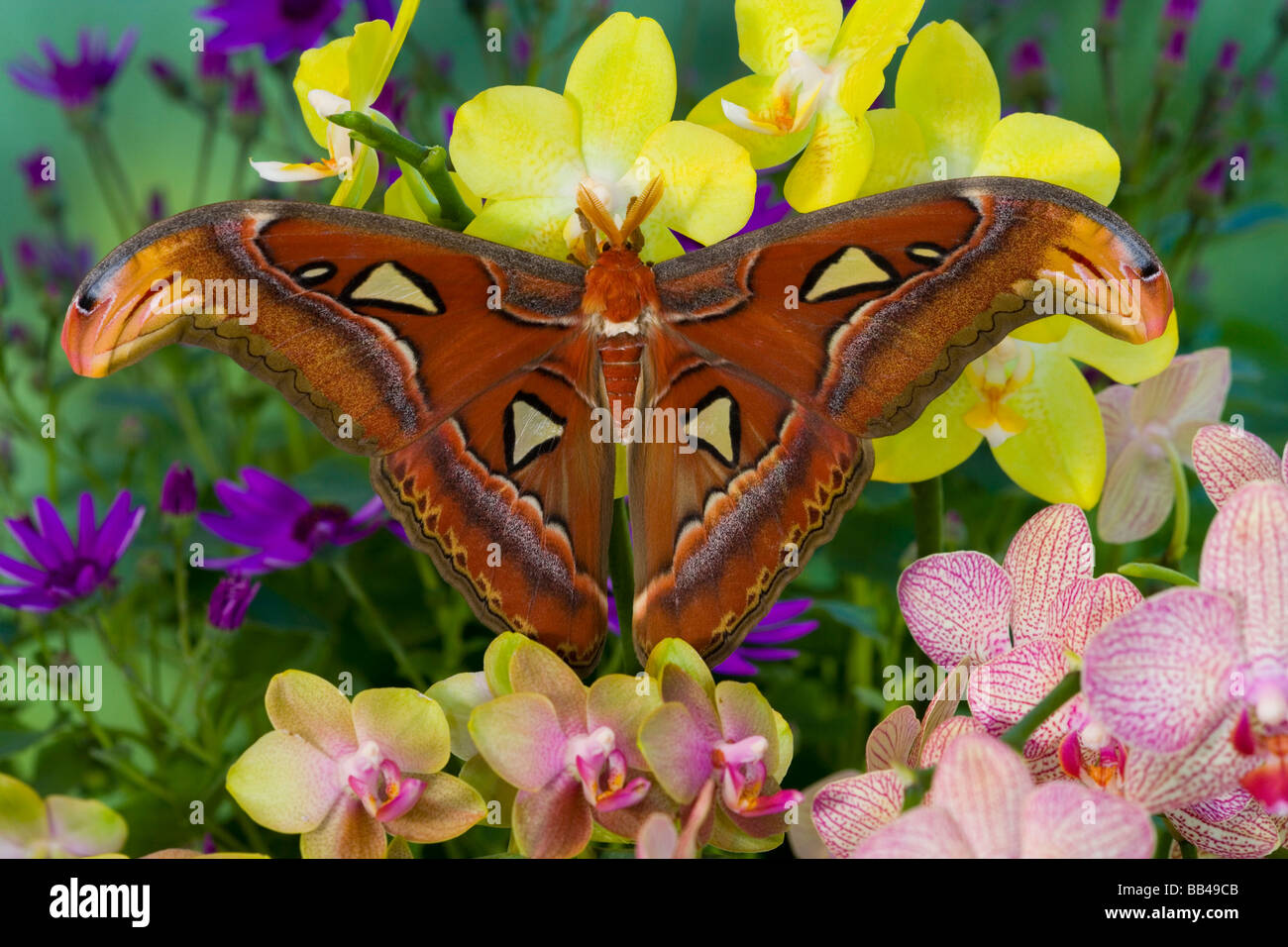 Male attacus atlas hi-res stock photography and images - Alamy