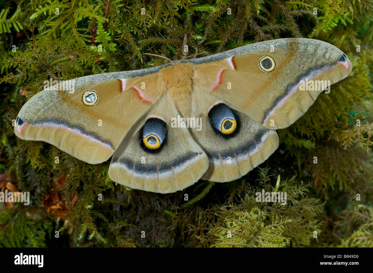 Sammamish, Washington silk moth Antheraea polyphemus from North America ...