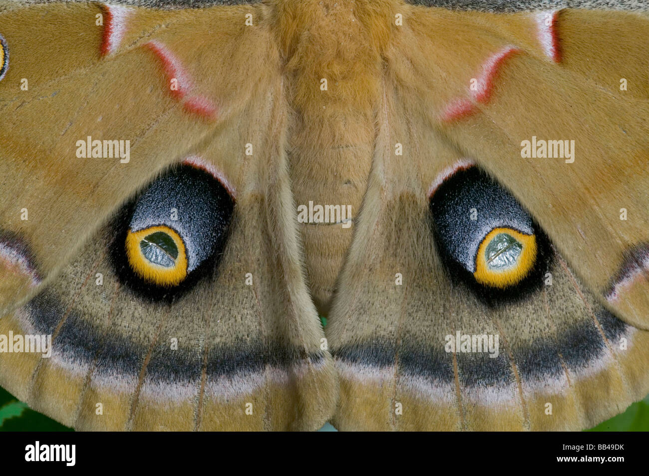 Polyphemus silk moth hi-res stock photography and images - Alamy