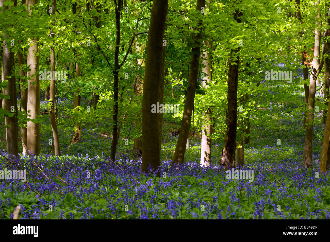 Woods in england hi-res stock photography and images - Alamy