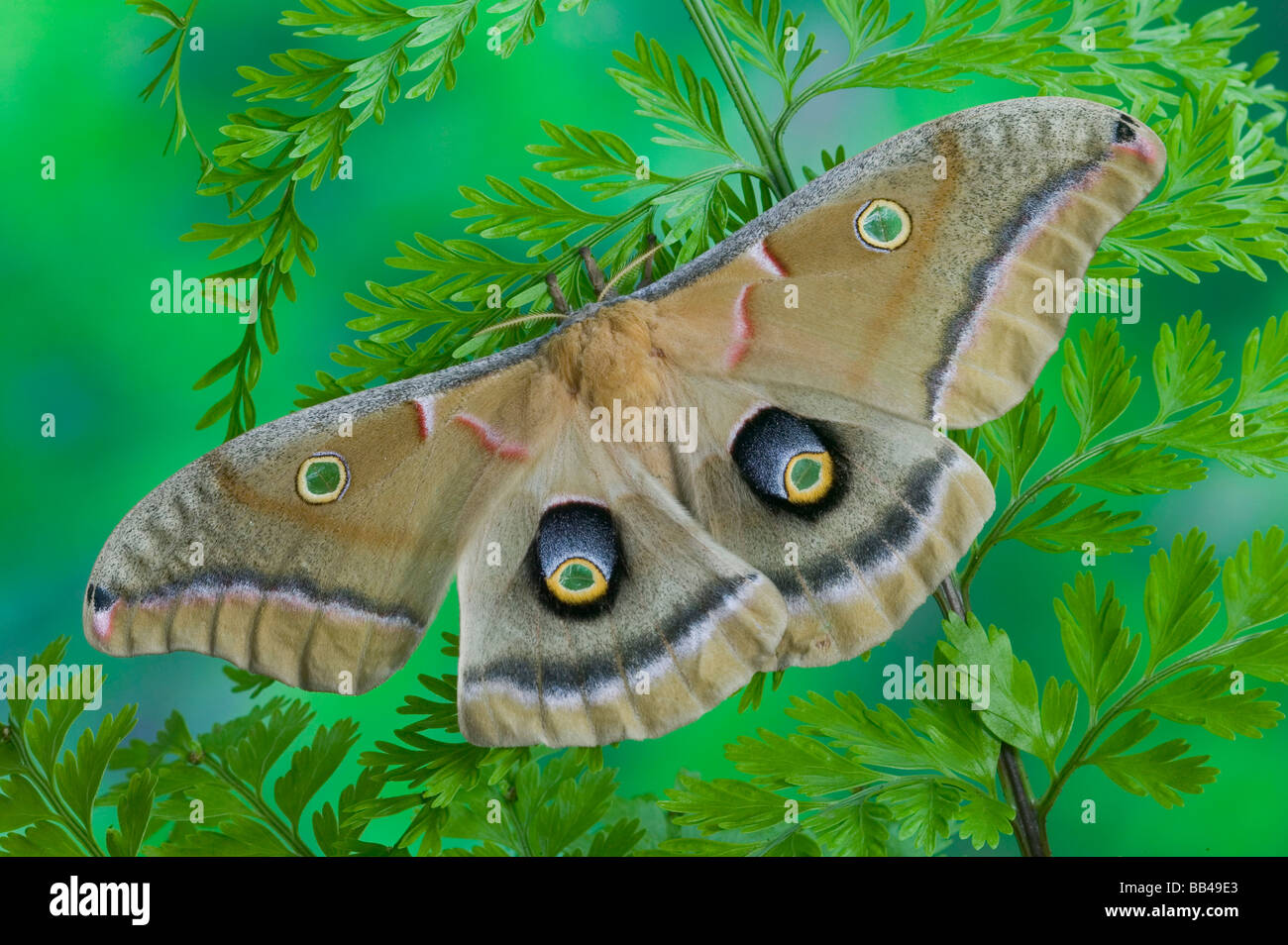 Sammamish, Washington silk moth Antheraea polyphemus from North America ...