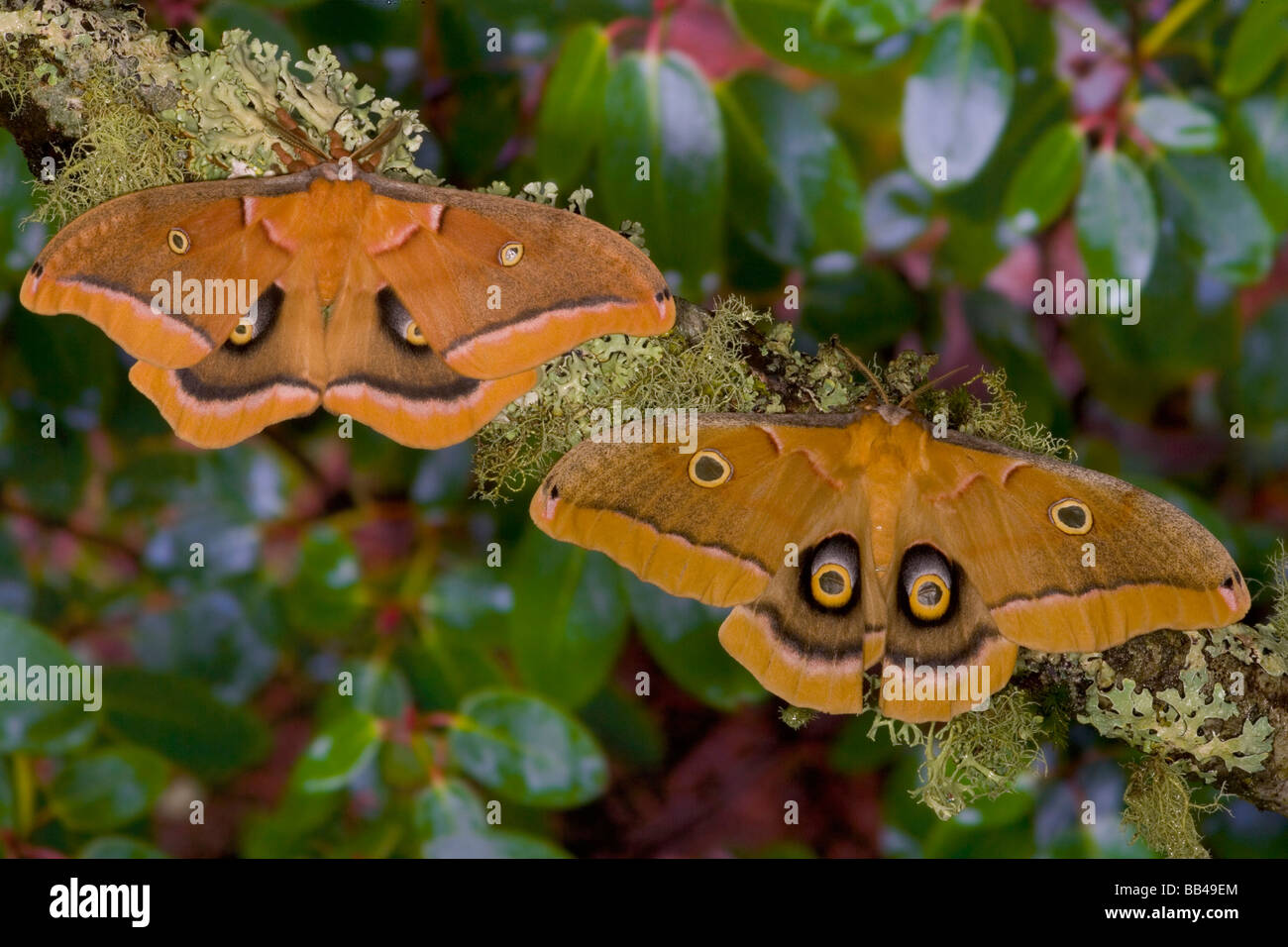 Female polyphemus moth hi-res stock photography and images - Alamy