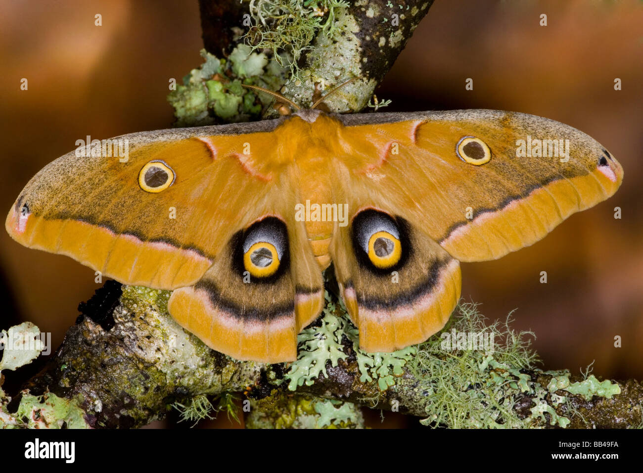 Polyphemus Silk Moth High Resolution Stock Photography and Images - Alamy