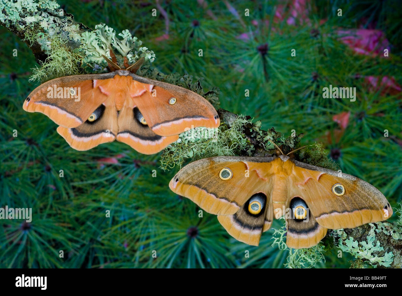Sammamish, Washington pair of silk moths Antheraea polyphemus from ...