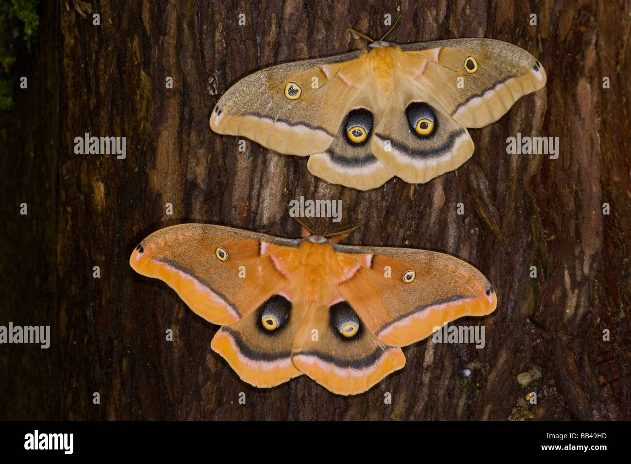 Polyphemus Moth