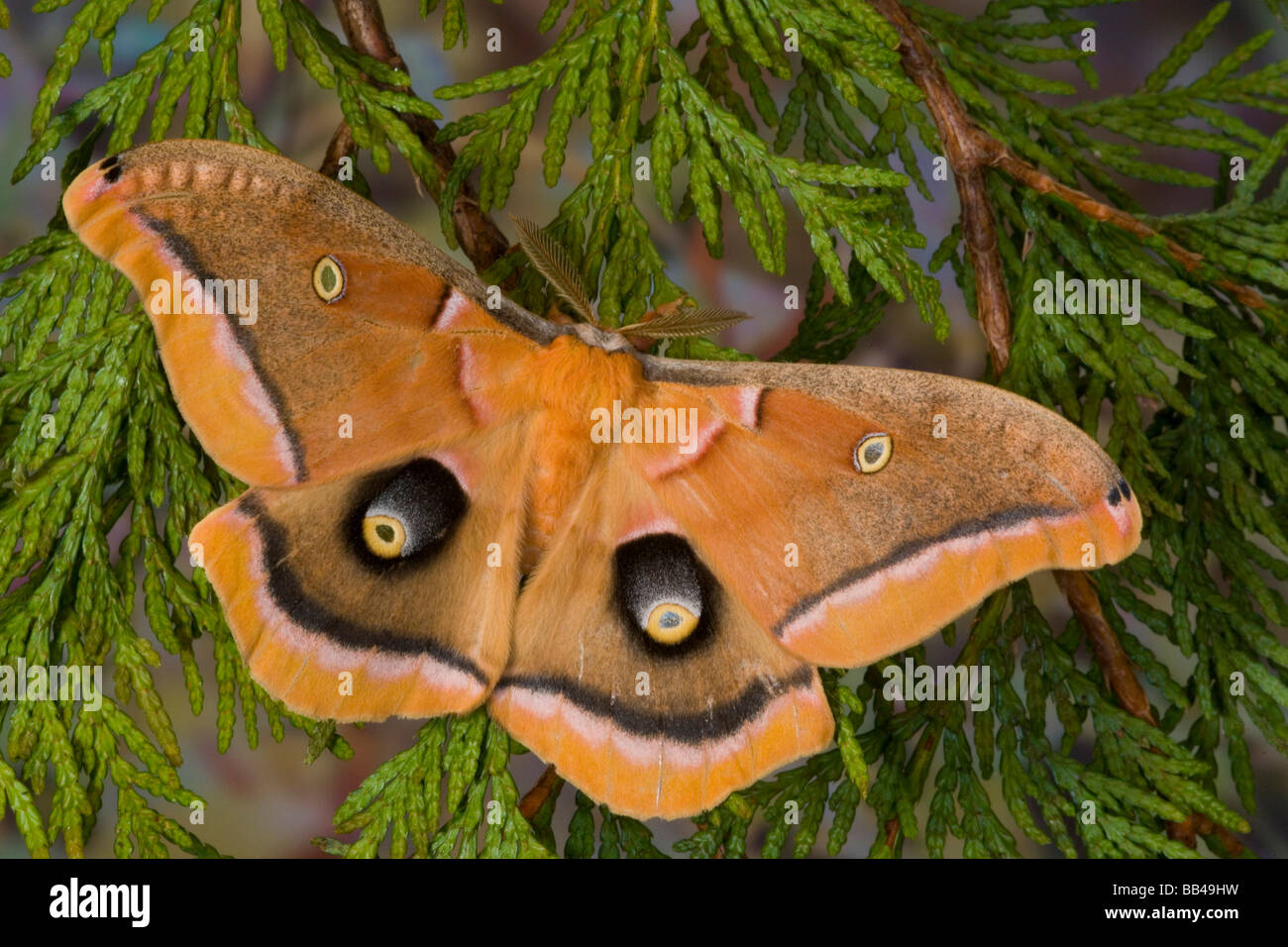 Polyphemus Silk Moth High Resolution Stock Photography and Images - Alamy