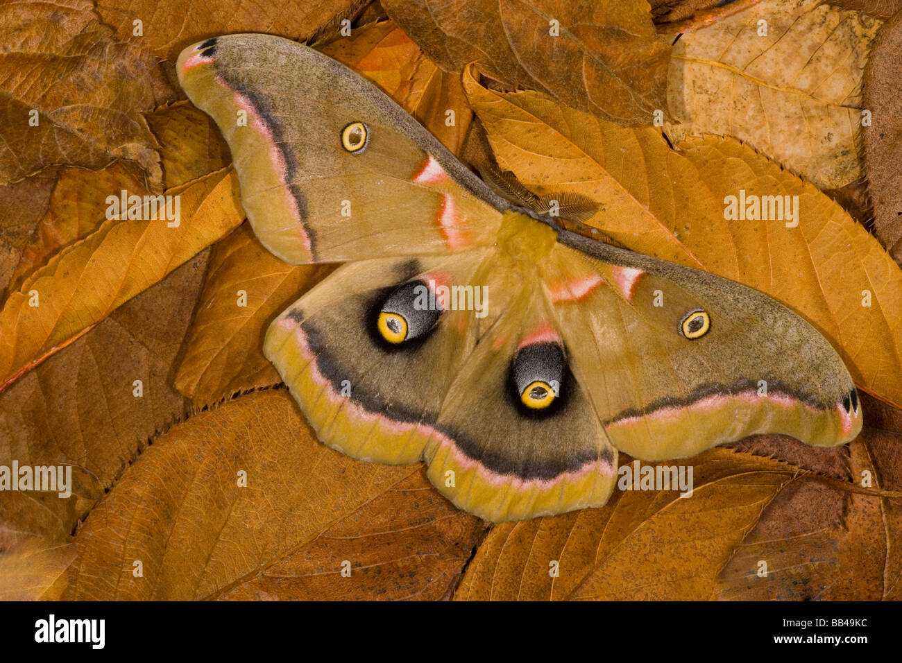 Polyphemus Silk Moth High Resolution Stock Photography and Images - Alamy