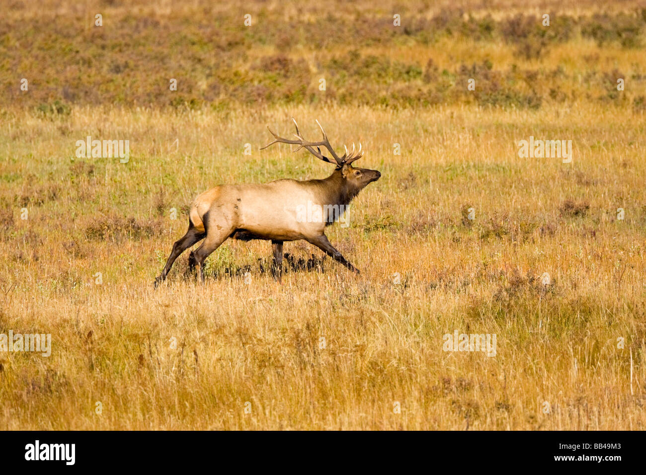 USA, Colorado, Rocky Mountain National Park. Bull elk with with full ...