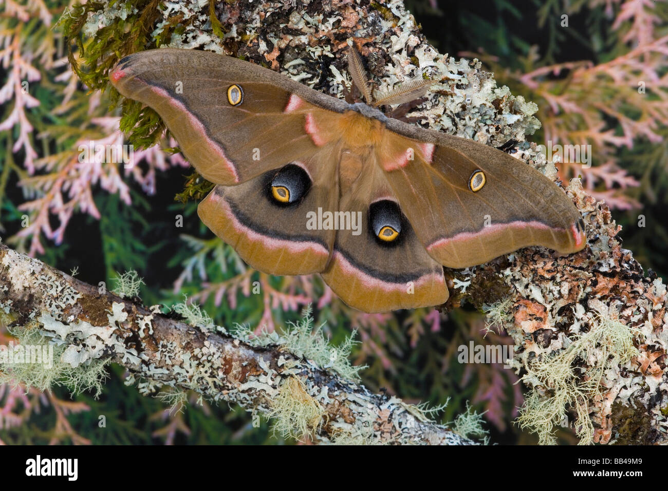 Sammamish, Washington silk moth Antheraea polyphemus from North America ...