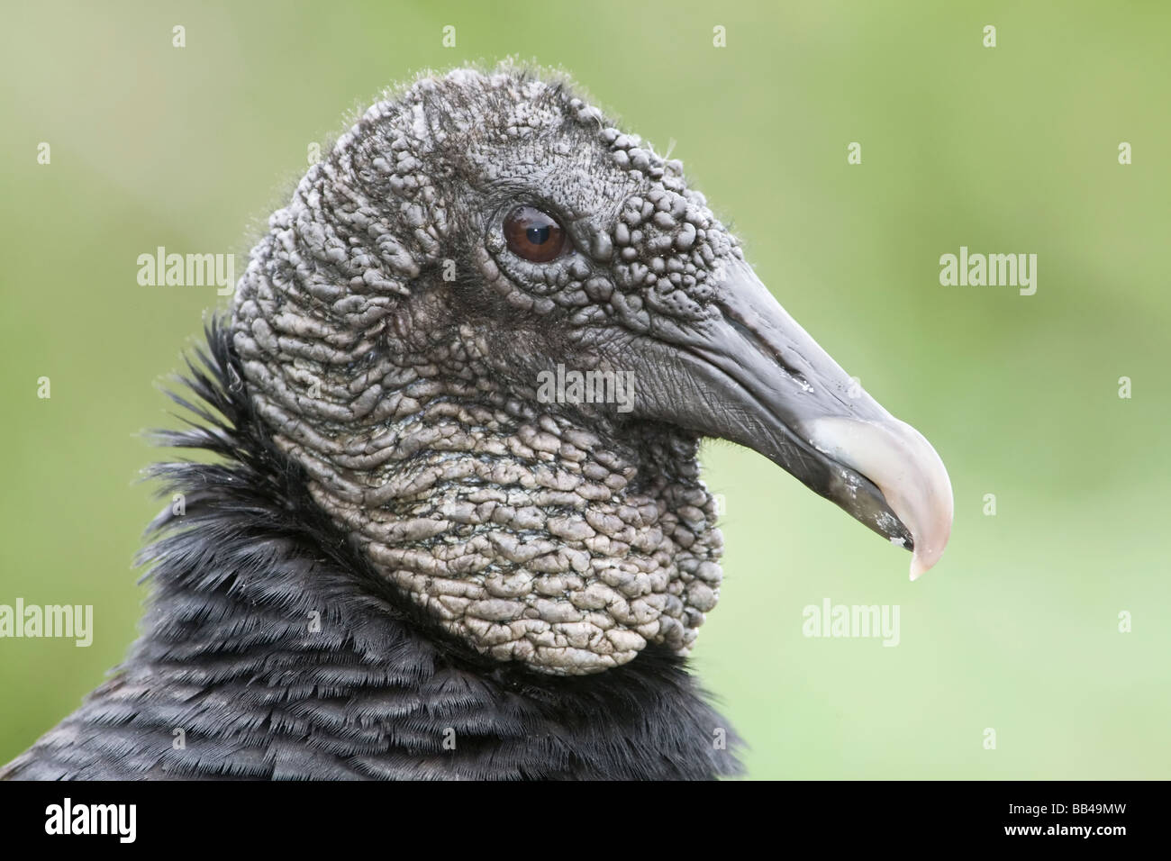 Vulture face portrait hi-res stock photography and images - Alamy
