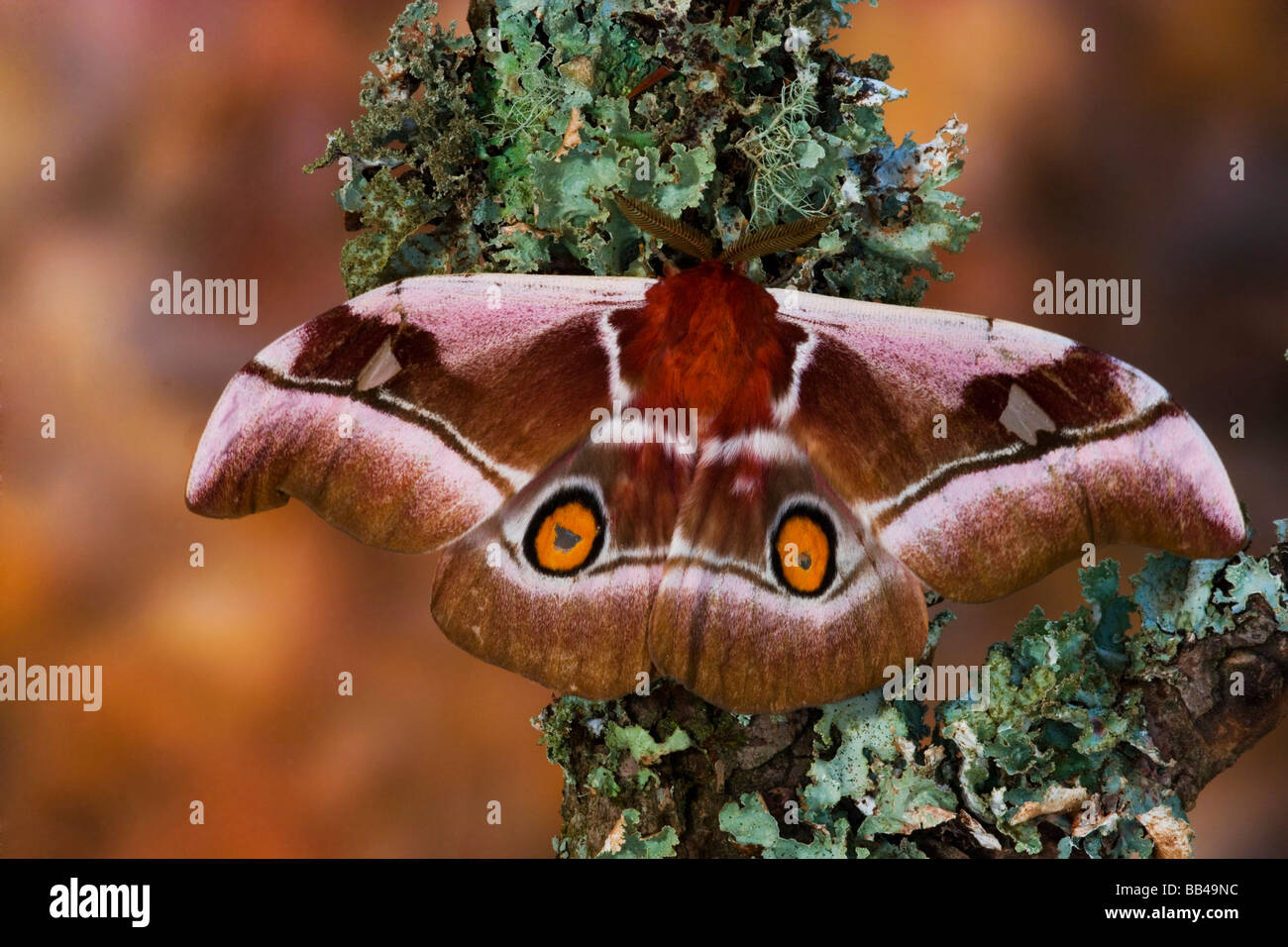 Sammamish, Washington an African Silk Moth Bunaea alcinoe with oragne ...