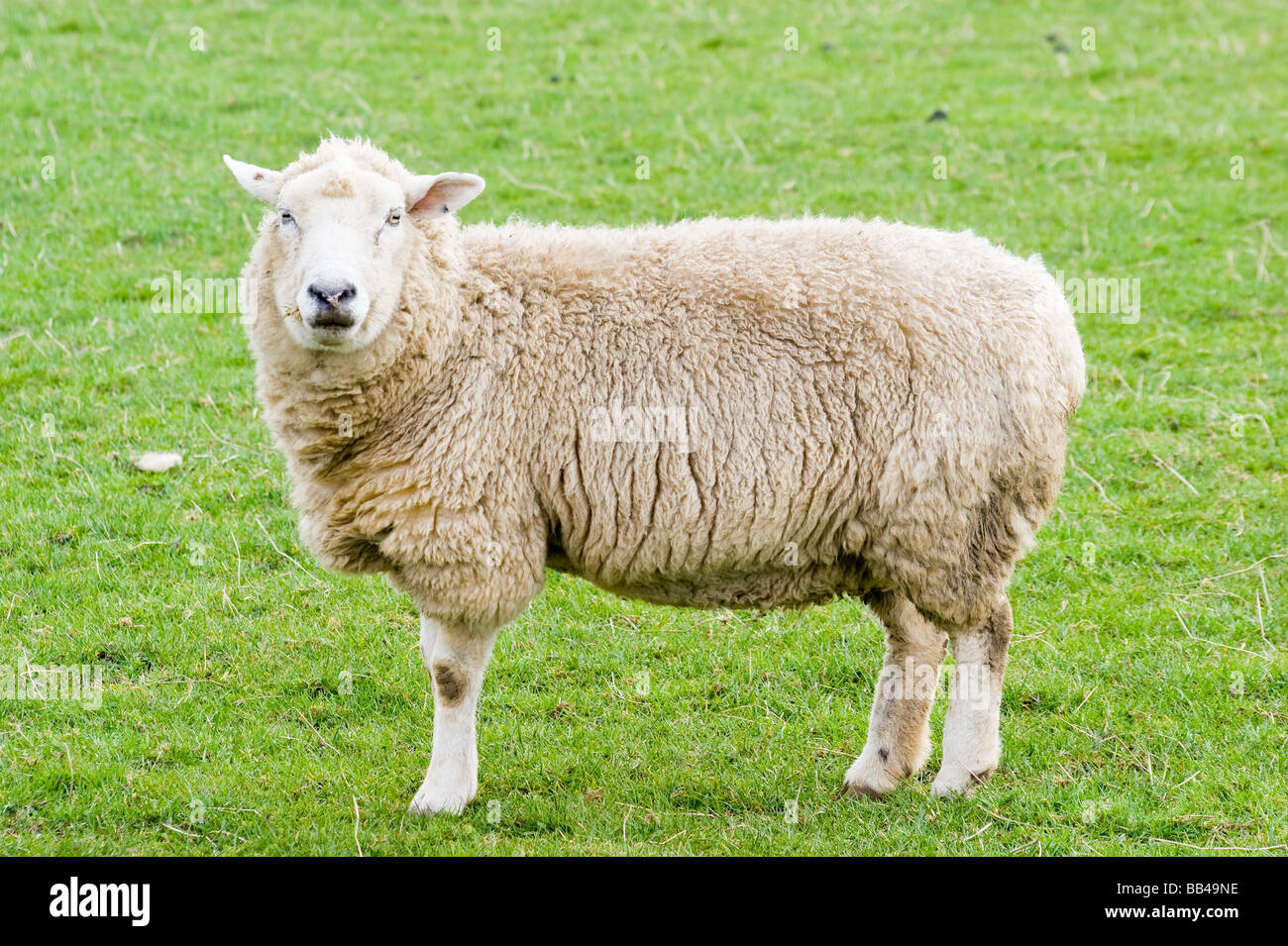 Female Sheep in the Peak District National Park Stock Photo - Alamy