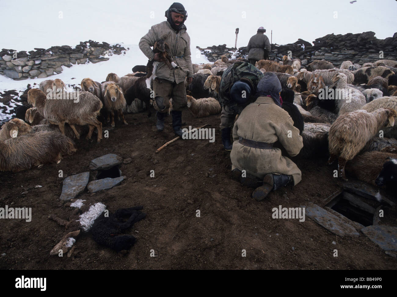 Shepherds of the Wakhi tribe care for starving sheep and goats during a ...
