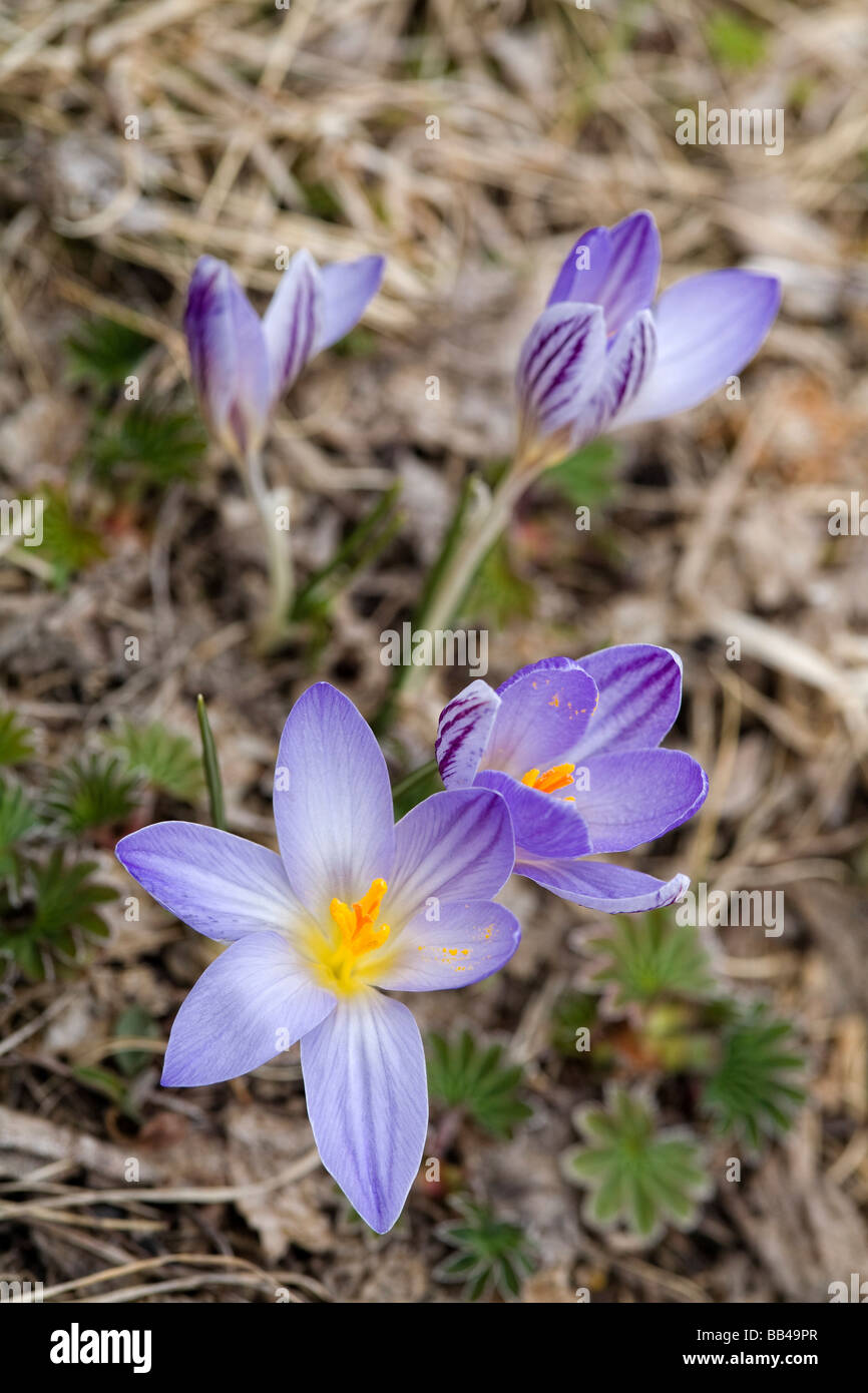blue snowdrops crocus in the spring close up Stock Photo - Alamy