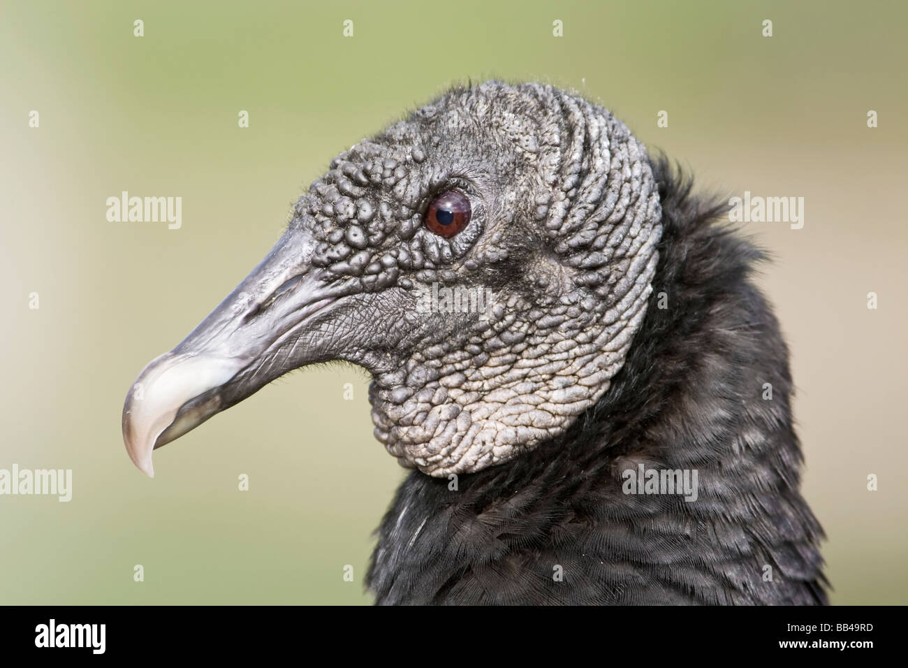 Vulture face hi-res stock photography and images - Alamy