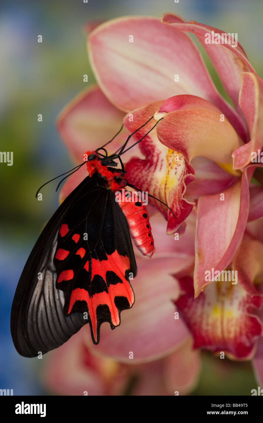 Sammamish Washington Tropical Butterflies photograph of Atrophaneura ...