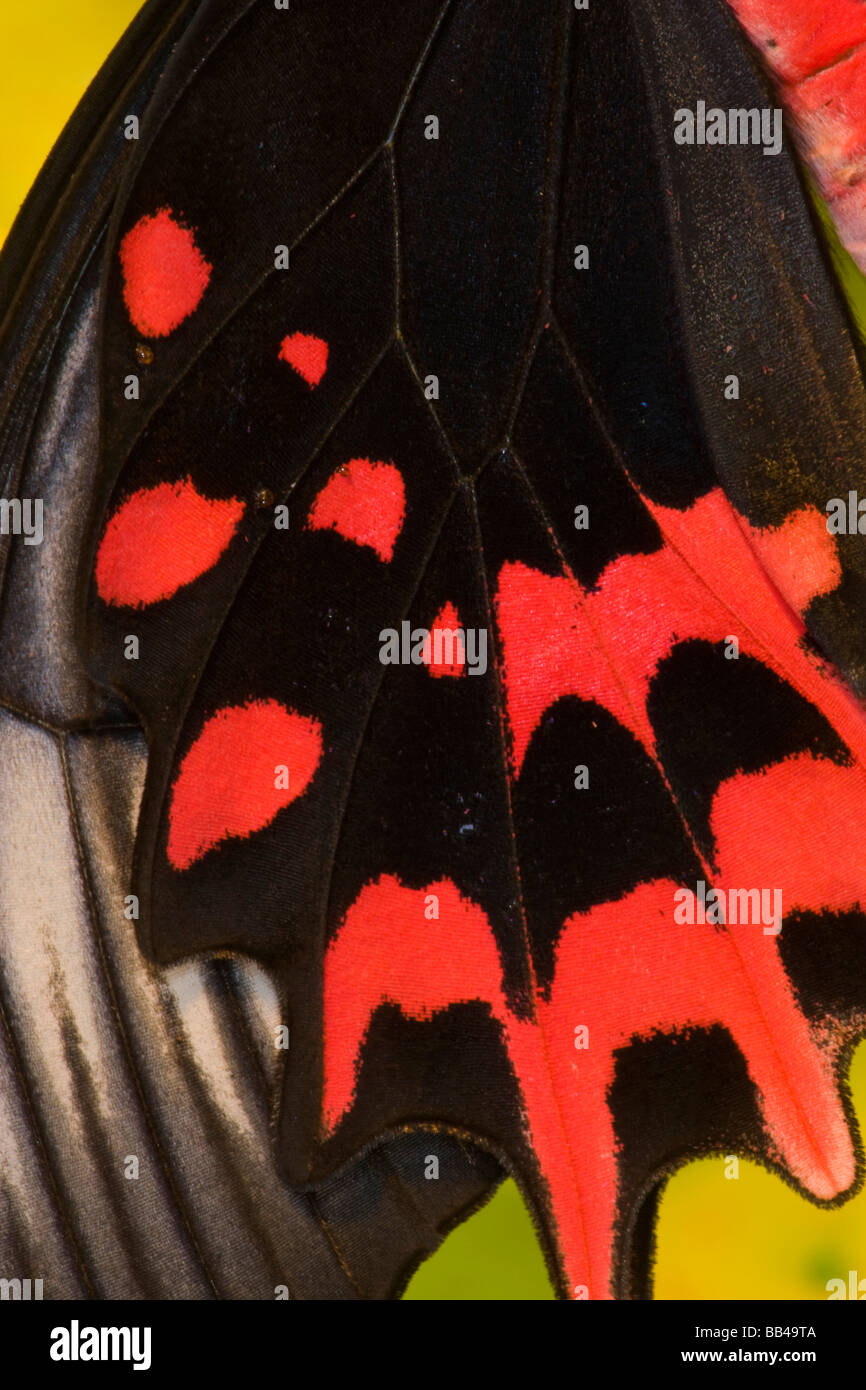 Sammamish Washington Tropical Butterflies photograph of Atrophaneura ...