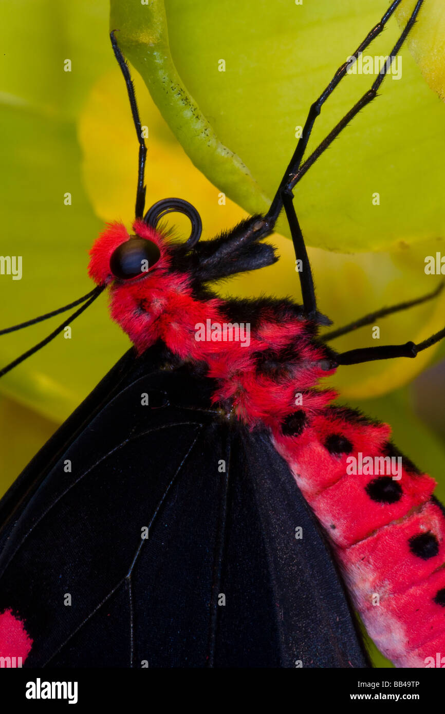 Sammamish Washington Tropical Butterflies photograph of Atrophaneura ...