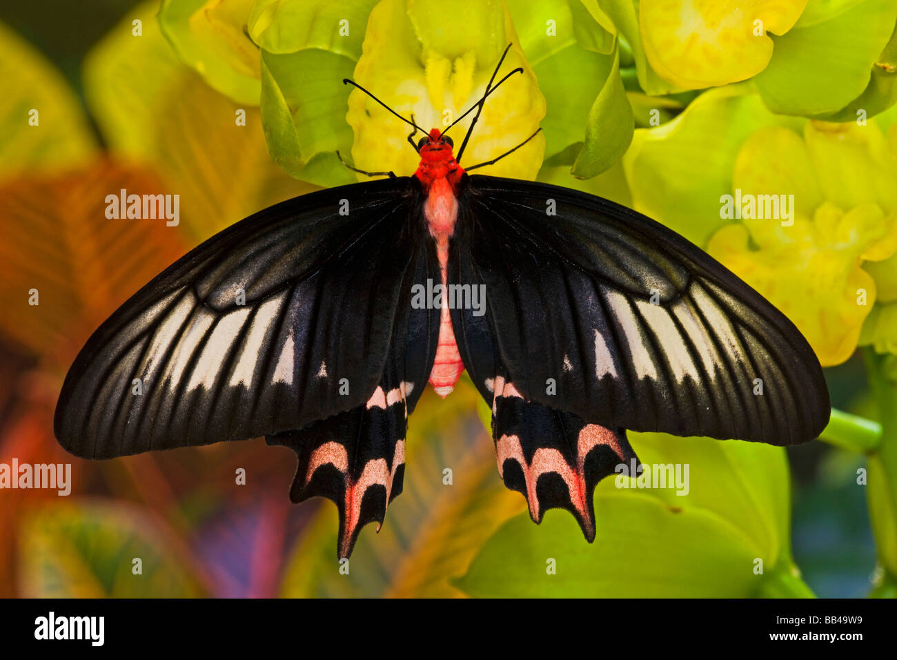 Sammamish Washington Tropical Butterflies photograph of Atrophaneura ...