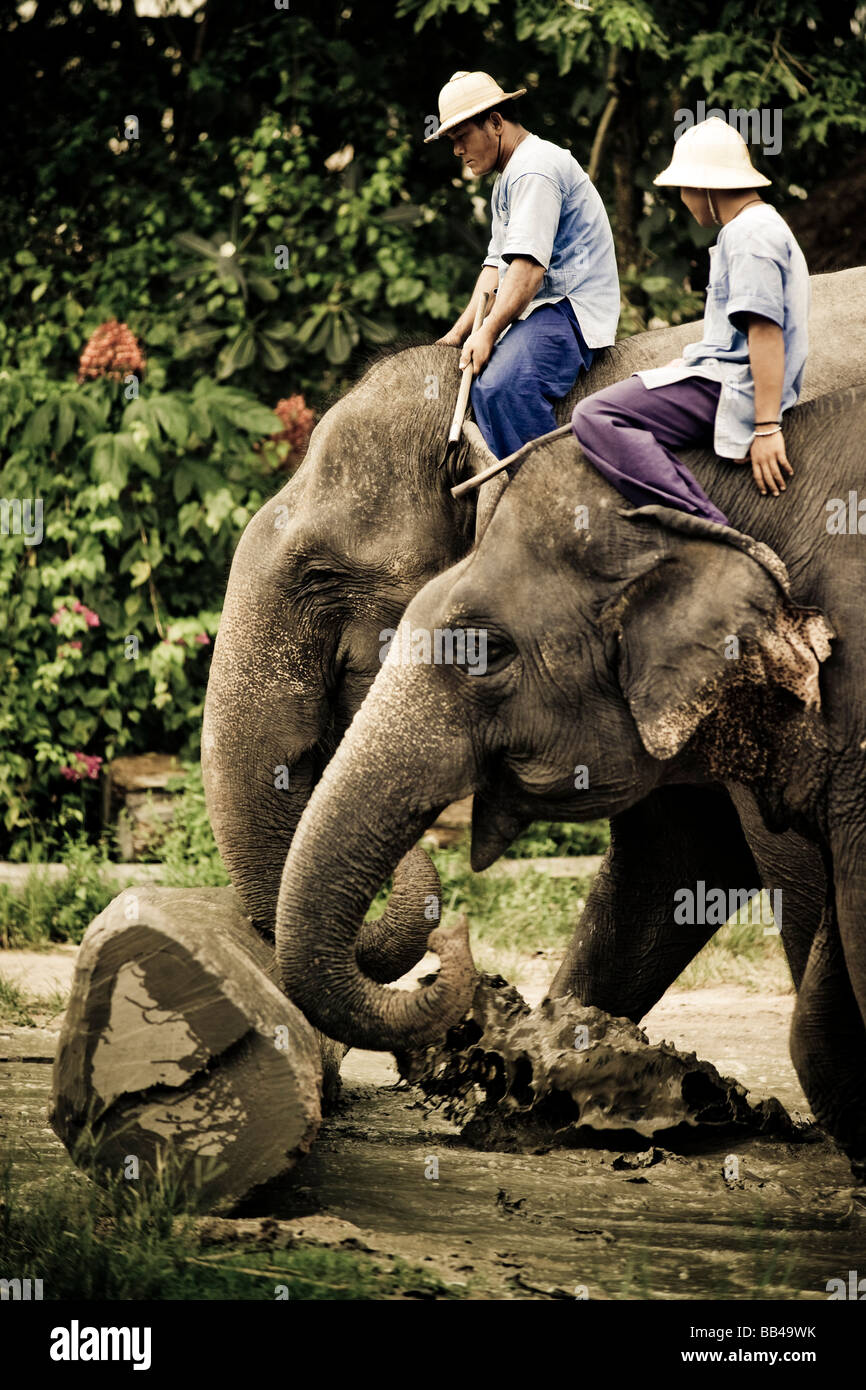 Mahouts give a demonstration of how asian elephants are used for ...