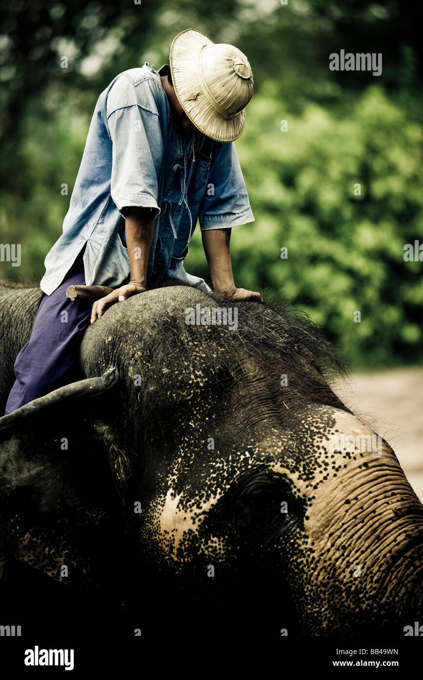 A mahout pauses to stretch his arms on top of his elephant while giving ...