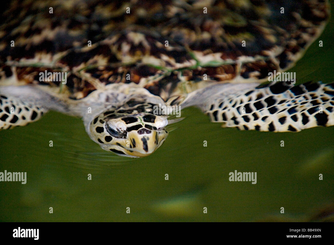 Tight shot of the head of a Sea Turtle poking his head above water ...