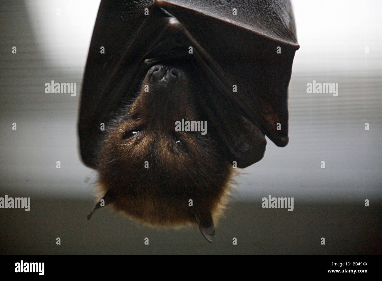 The head of a large bat hanging upside down Stock Photo - Alamy