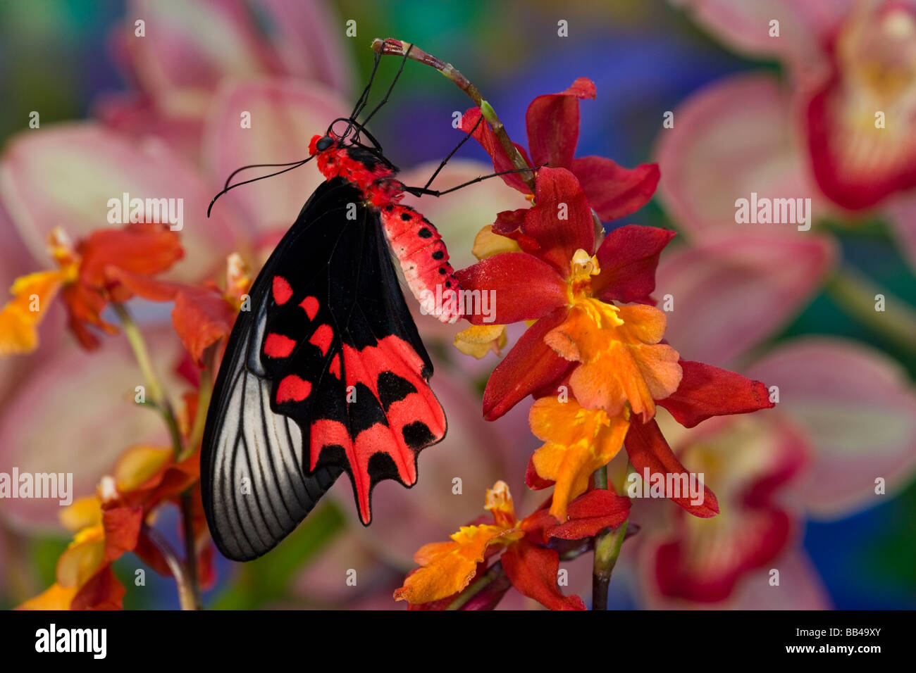 Sammamish Washington Tropical Butterflies photograph of Atrophaneura ...