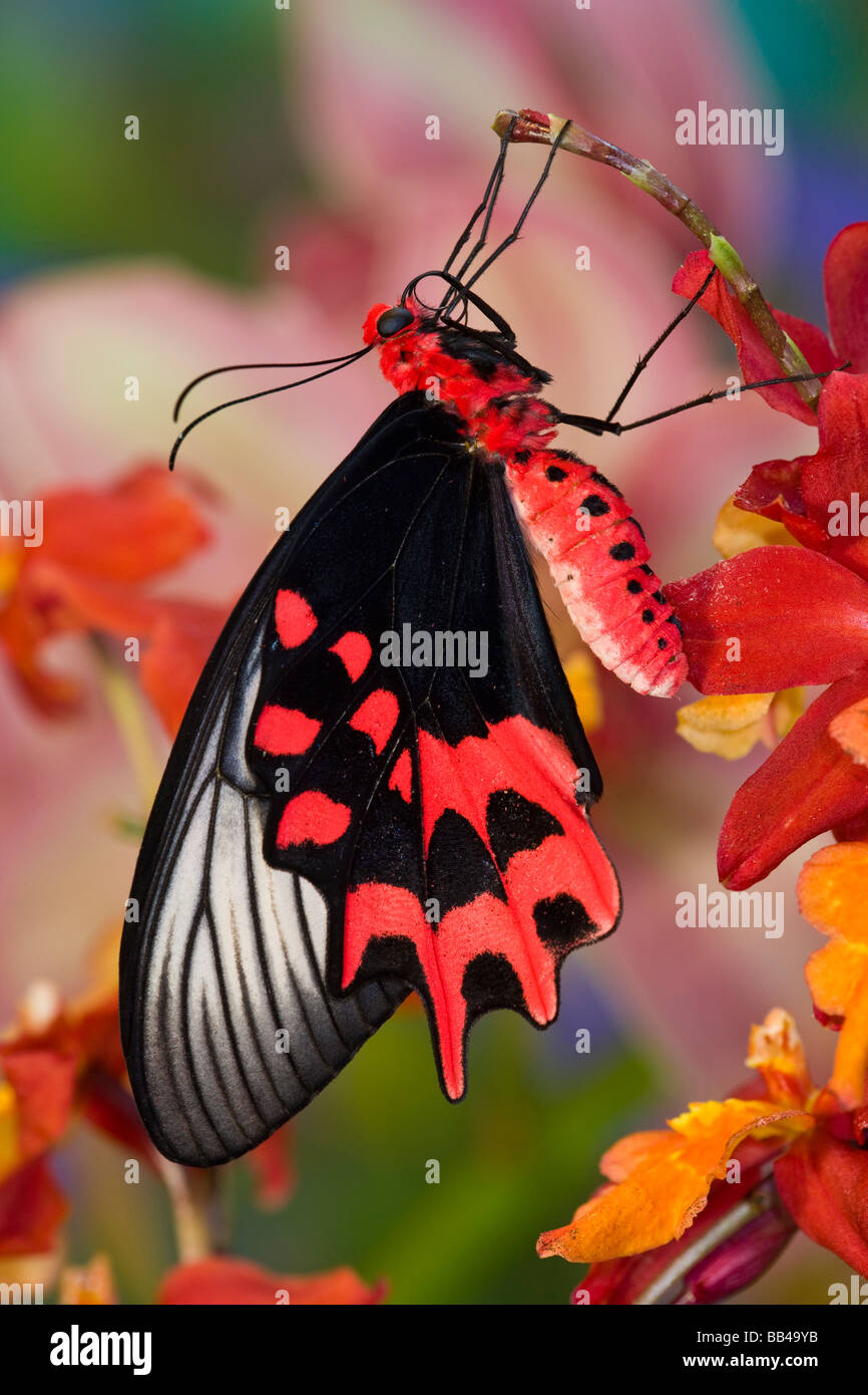 Sammamish Washington Tropical Butterflies photograph of Atrophaneura ...