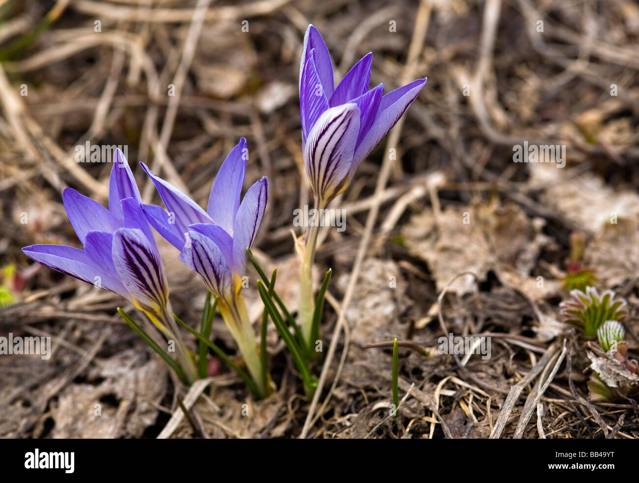 blue snowdrops crocus in the spring close up Stock Photo - Alamy